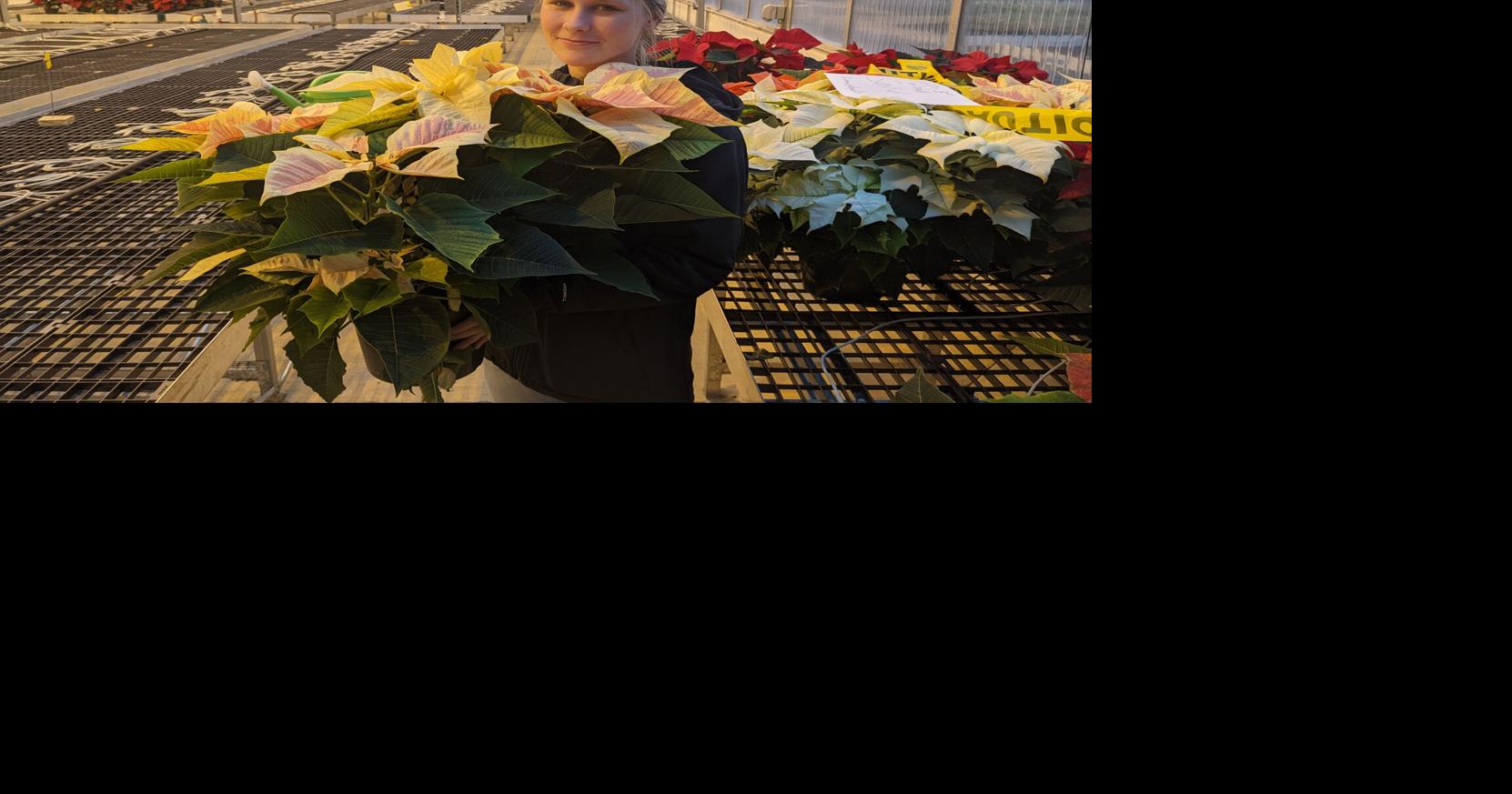 Agriculture students offer traditional holiday experience with ...