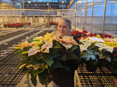 Agriculture students offer traditional holiday experience with ...