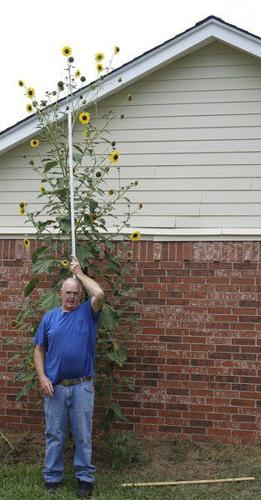 Stillwater residents boast 12-foot sunflower | News | stwnewspress.com