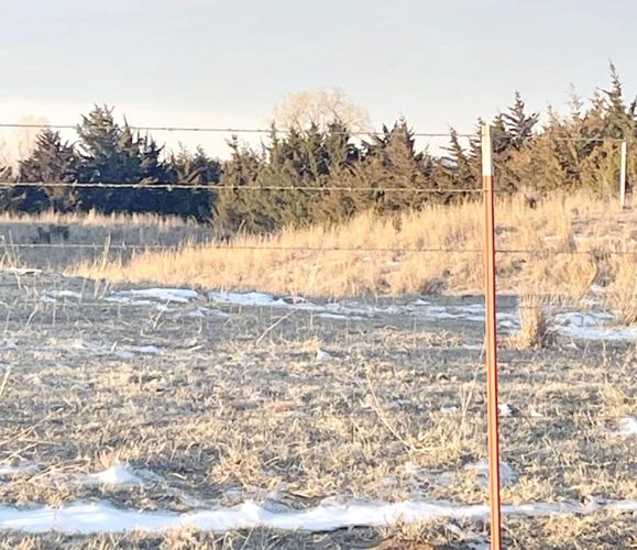 Getting rid of Red Cedar | Oklahoma | stwnewspress.com