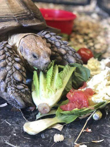 Shell on wheels: OSU vets treating paralyzed tortoise | News ...
