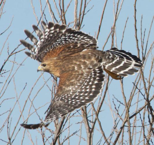 LIFE AT BOOMER LAKE: Duck, duck, Goose Island | Lifestyles ...