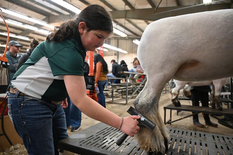 Cool and collected: Perkins 4-H member keeps positive attitude at ...