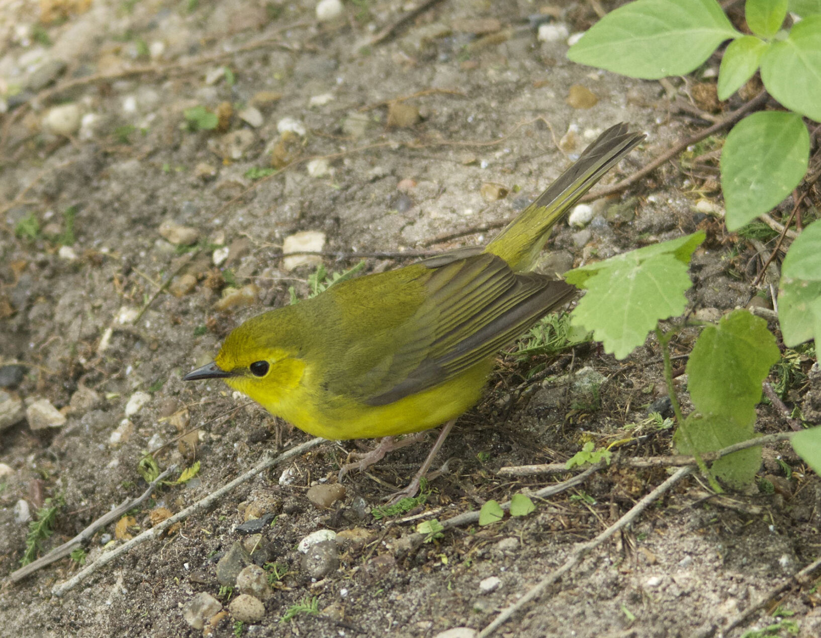 LIFE AT BOOMER LAKE: Filling up with fledged birds | Lifestyles ...