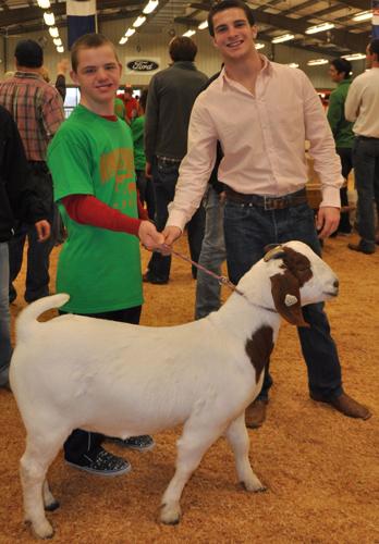 Alpha Gamma Rho Livestock Show Features Special Exhibition | Local News ...