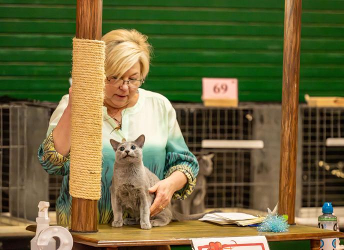 PHOTO GALLERY: Payne County Expo Center hosts International Cat ...