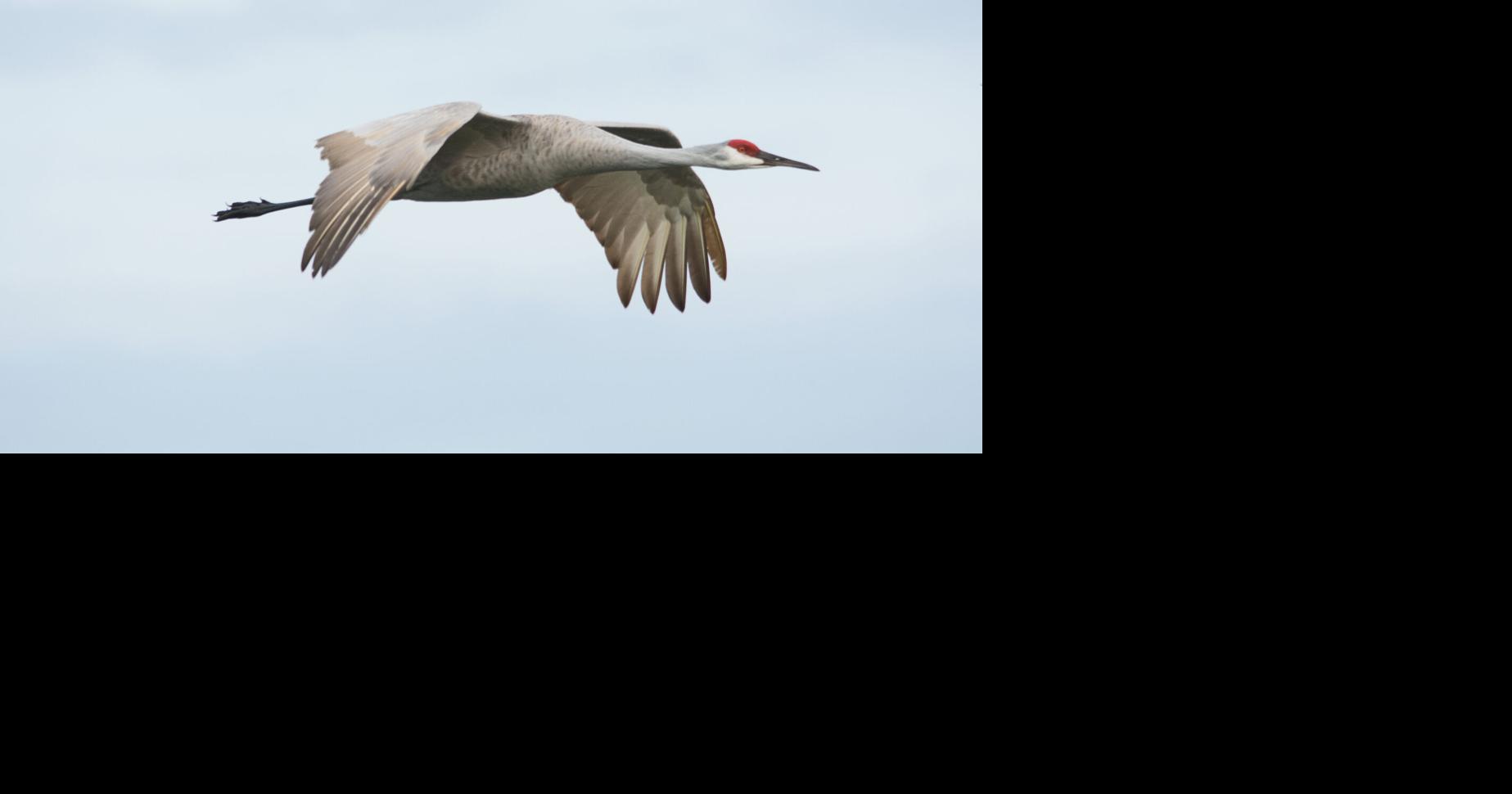 LIFE AT BOOMER LAKE: Special avian sights during the holidays | News ...