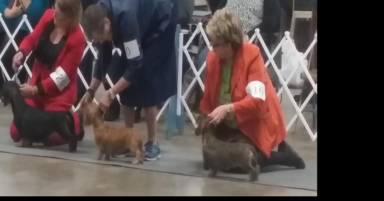 Dog show | News | stwnewspress.com