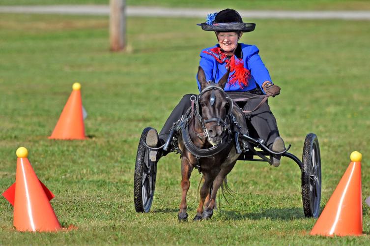 Horse driving competition | News | stwnewspress.com