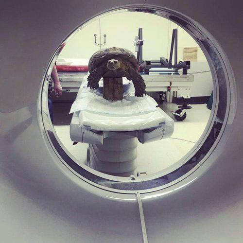 Shell on wheels: OSU vets treating paralyzed tortoise | News ...