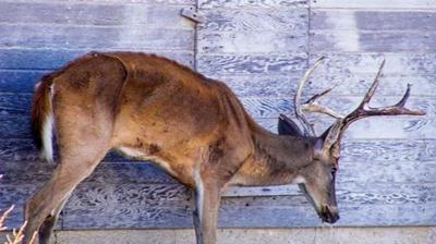 ODWC activates response strategy after deer found with Chronic Wasting ...
