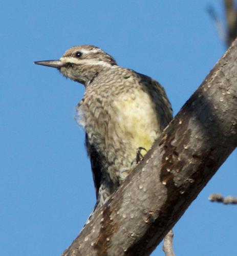 LIFE AT BOOMER LAKE: Duck, duck, Goose Island | Lifestyles ...