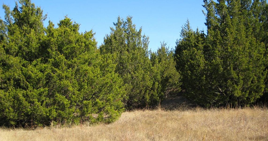 Tree pollen alert ranks very high for allergy sufferers | News ...