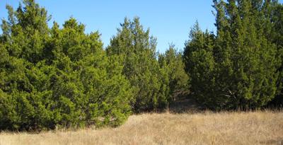 Tree pollen alert ranks very high for allergy sufferers | News ...