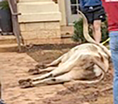 Four OSU students charged in dead steer frat prank | News ...