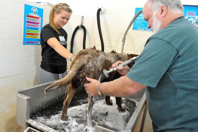 Anna Gentry wrapped up her senior year at Stillwater High School | News ...