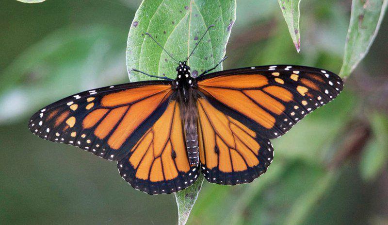 GROW: You can help save the monarch butterfly | Lifestyles ...