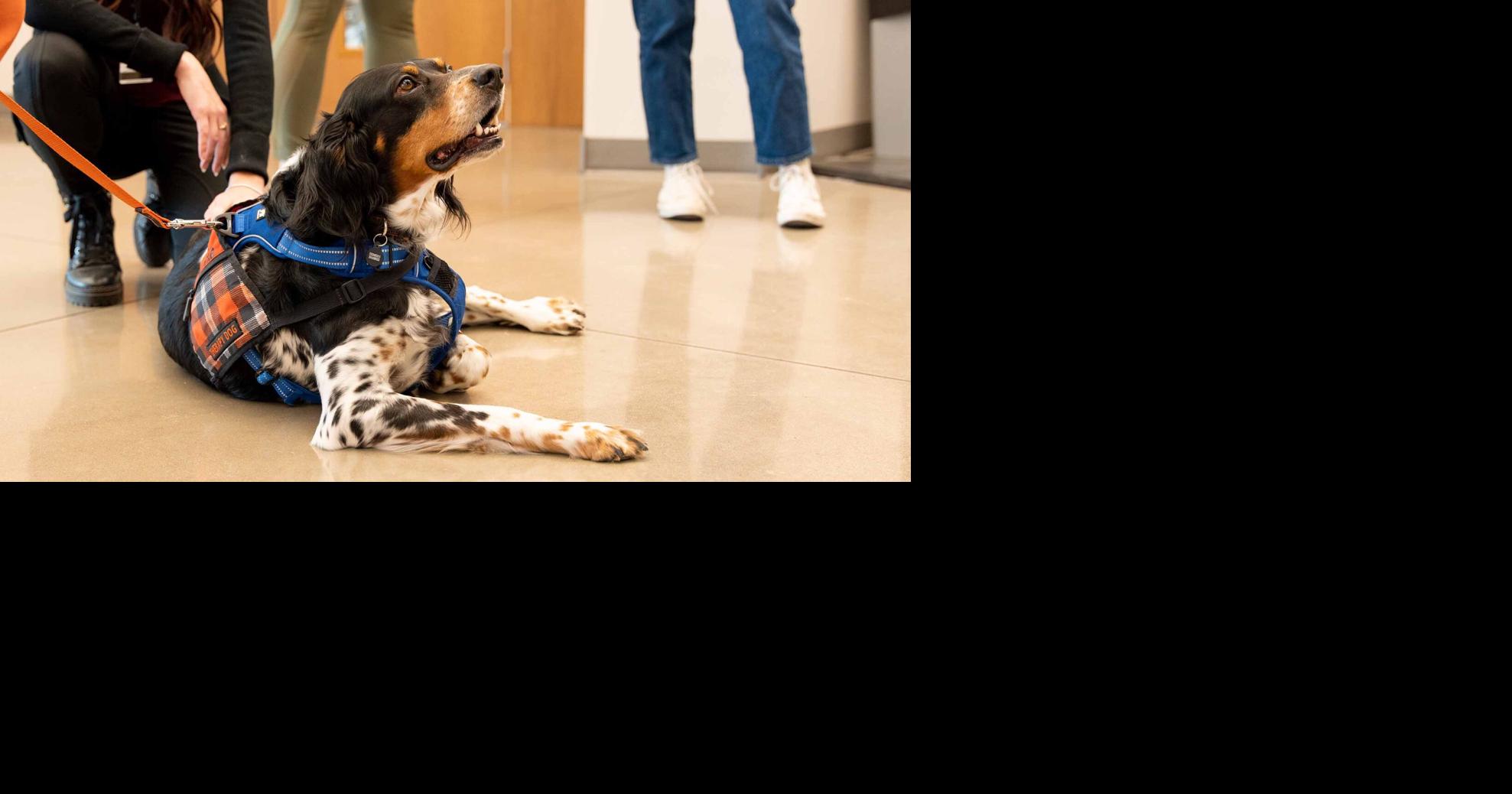 OSU Vet Med performing free eye exams for service animals | News ...