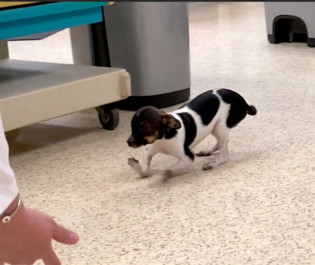 Stunning Surgery Gives Deformed Dogs a Second Chance at Life