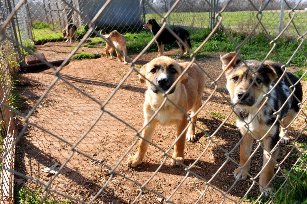 Animal lovers take to the road to raise money for Stillwater Humane ...