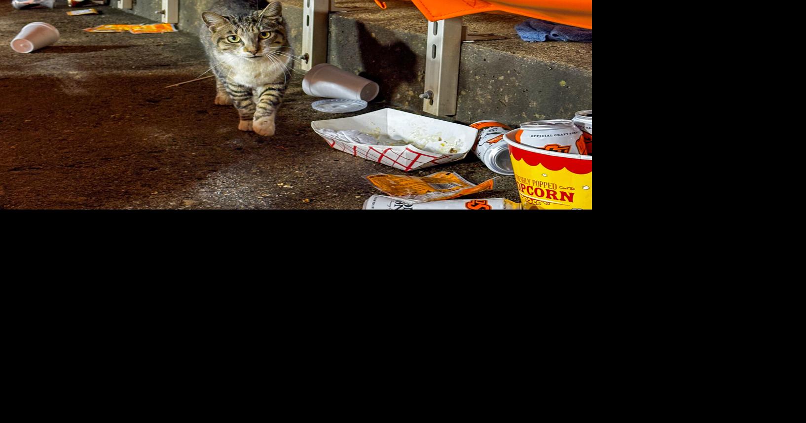 Meet Boone, Oklahoma State's team cat who lives in Boone Pickens ...