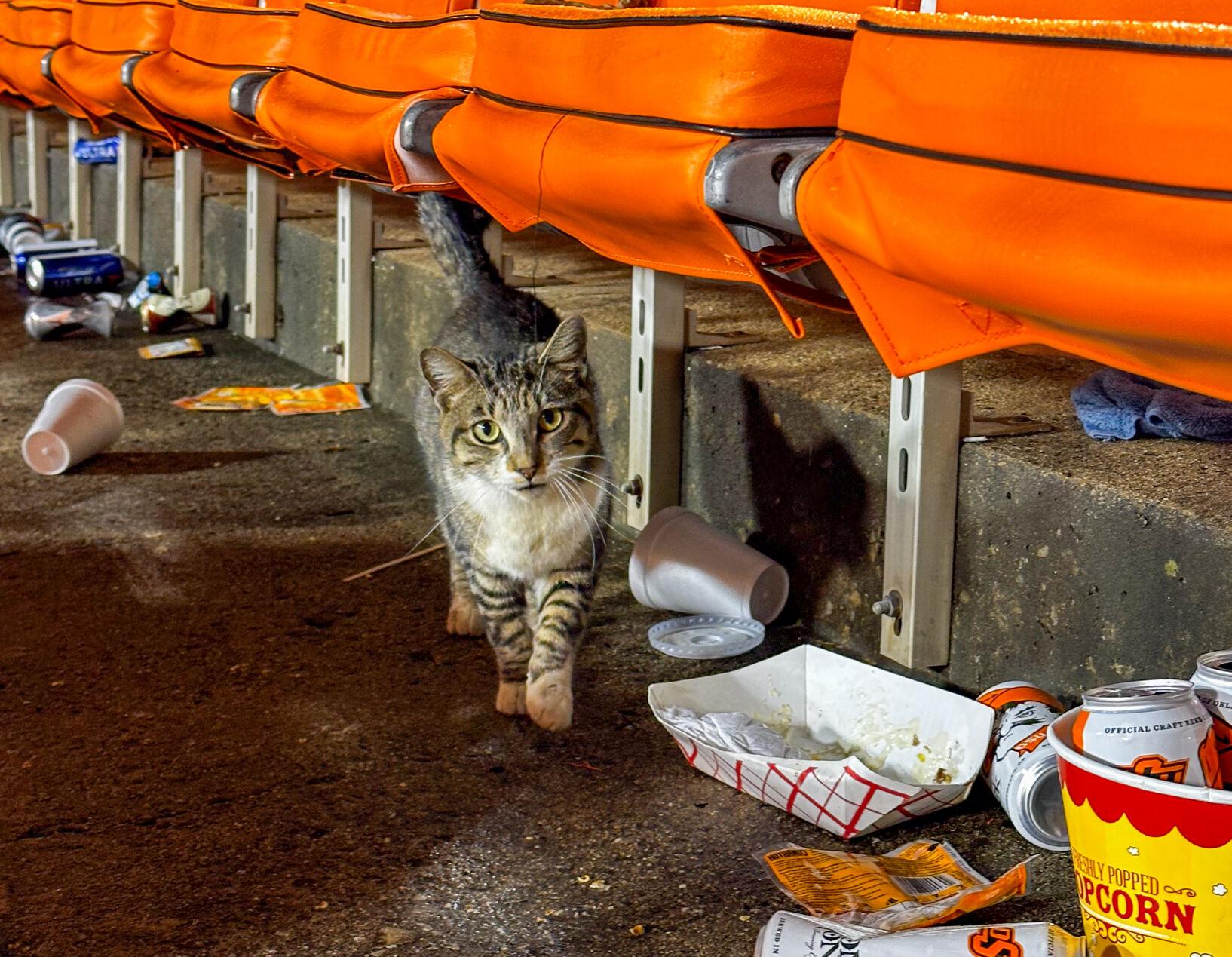 Meet Boone, Oklahoma State's team cat who lives in Boone Pickens ...