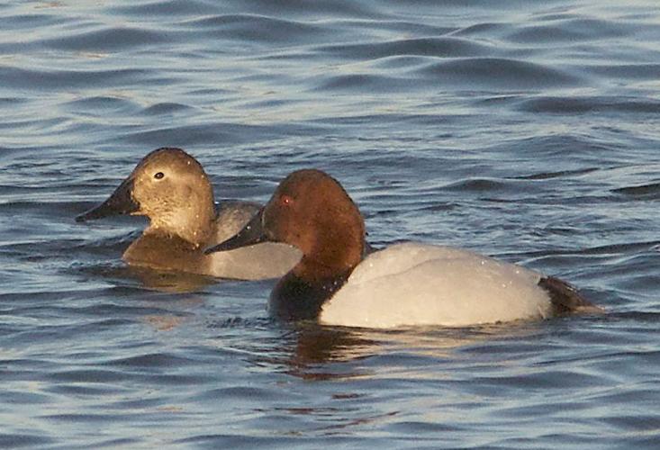 LIFE AT BOOMER LAKE: Ducks arriving a little early at Boomer Lake ...