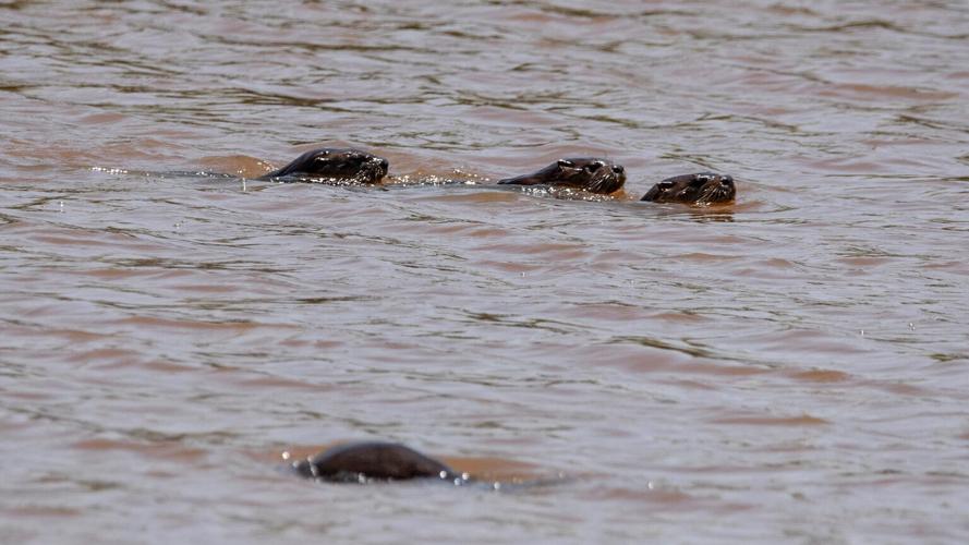 Otters spotted in Stillwater wetlands | News | stwnewspress.com