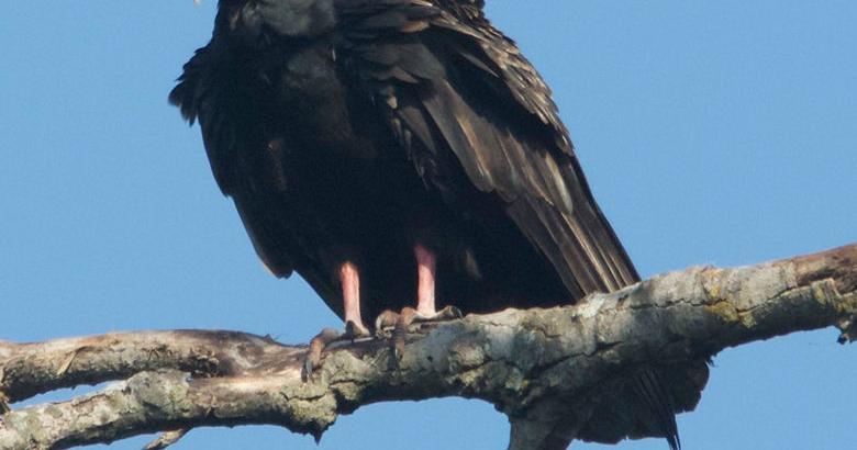 LIFE AT BOOMER LAKE: Birds riding swift winds | Lifestyles ...