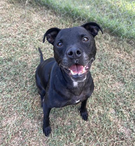 PET OF THE WEEK: Ember | Community | stwnewspress.com