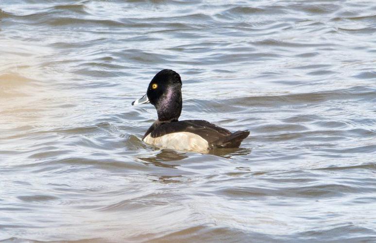 LIFE AT BOOMER LAKE: Pecking order for birds may surprise you ...