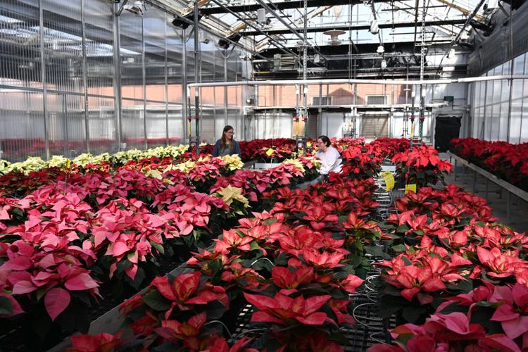 OSU's 33rd Annual Poinsettia Sale opens today | News | stwnewspress.com