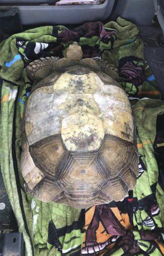 Shell on wheels: OSU vets treating paralyzed tortoise | News ...
