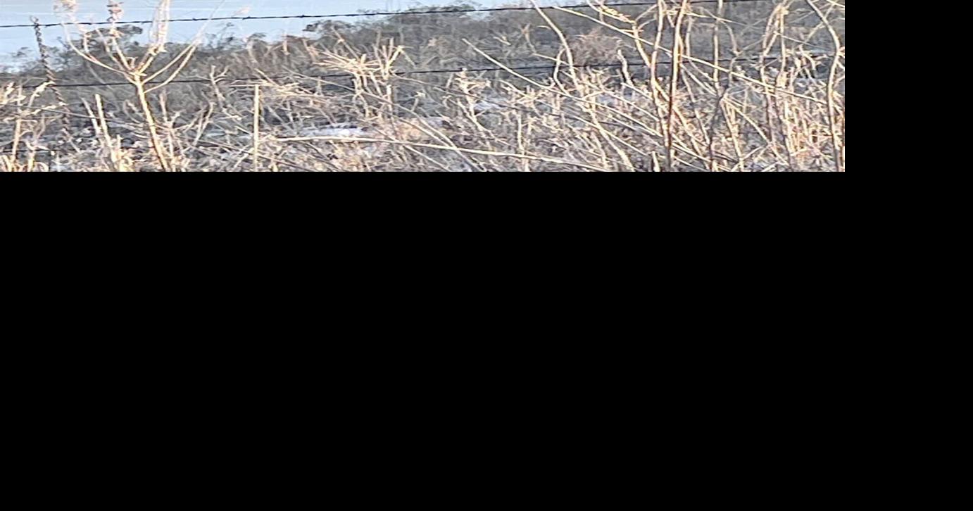Getting rid of Red Cedar | Oklahoma | stwnewspress.com