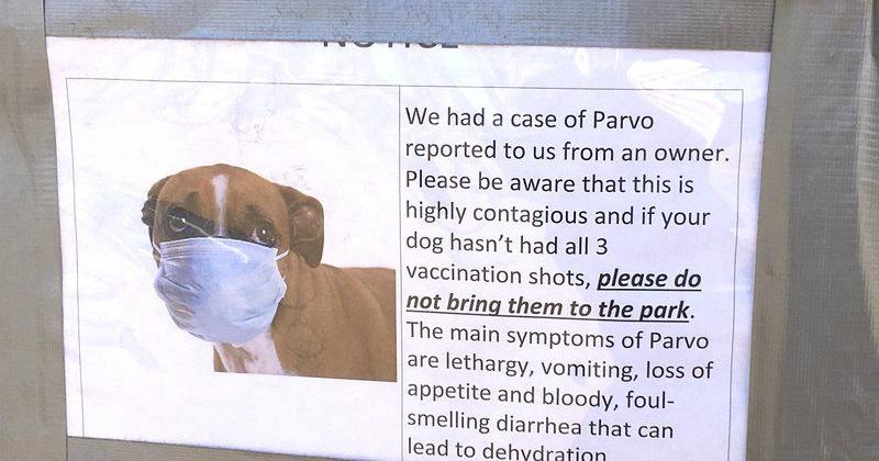 Dog park issues parvovirus warning: Puppies and unvaccinated dogs at ...