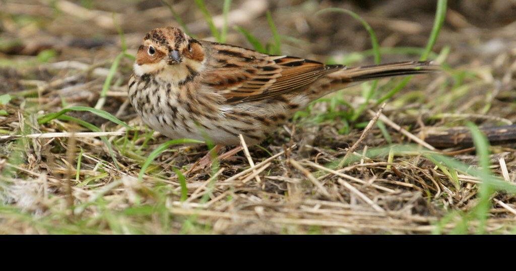 LIFE AT BOOMER LAKE: Some migrating birds tend to linger | Lifestyles ...