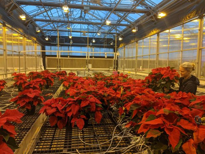 Agriculture students offer traditional holiday experience with ...