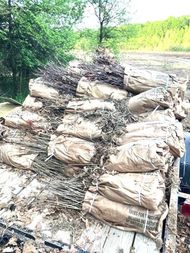 Pike State Forest receives 27K newly planted trees | Community ...