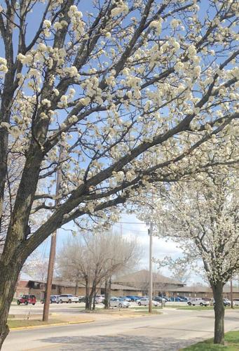 Deceptively beautiful - The rise of Callery pear | Archives ...