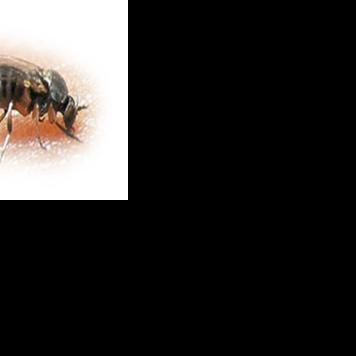 Dealing with buffalo gnats | Archives | suncommercial.com