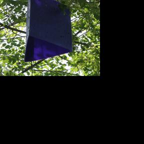 Purple panel traps are back | Archives | suncommercial.com
