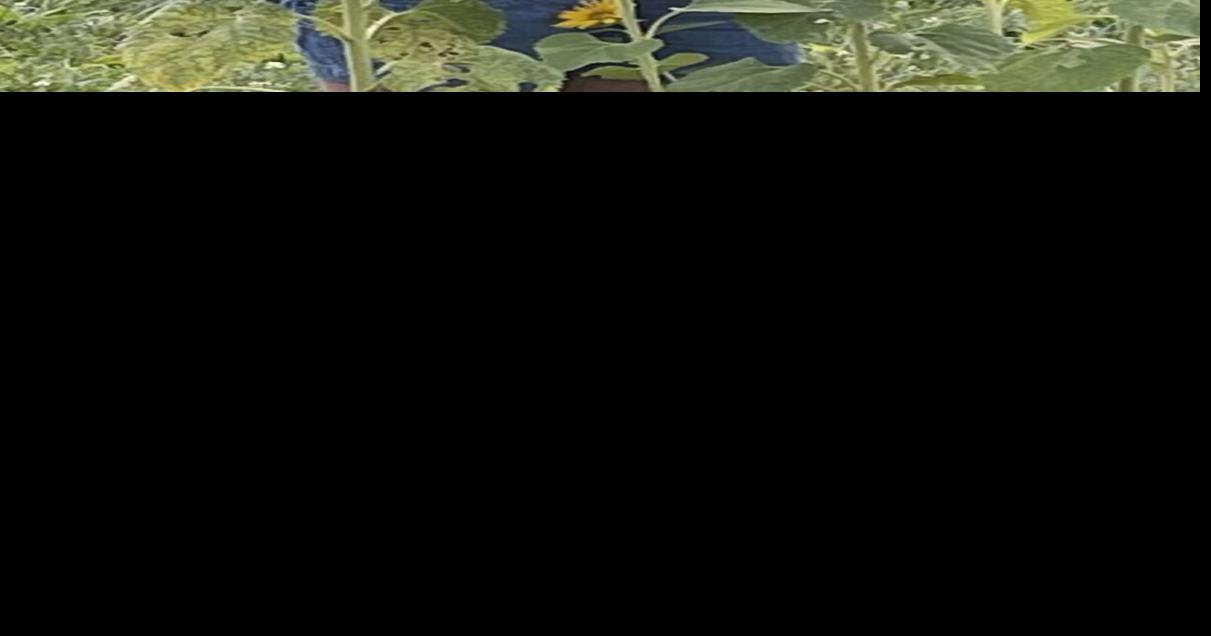 SUE ANNE STEARLEY, Brazil, IN | Archives | suncommercial.com