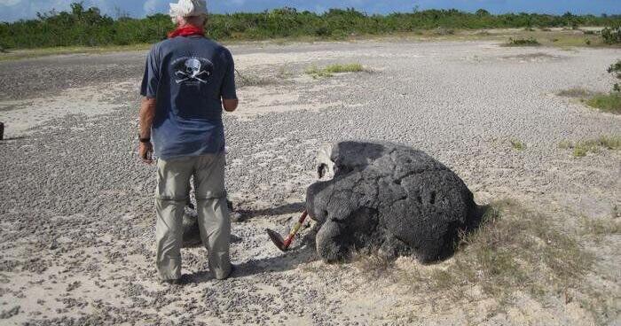 Medieval tsunami left coral clues in the caribbean with a warning ...