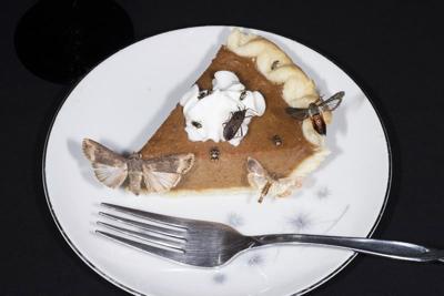 On Six Legs: Insects, Pumpkins and Pie | News | suncommercial.com