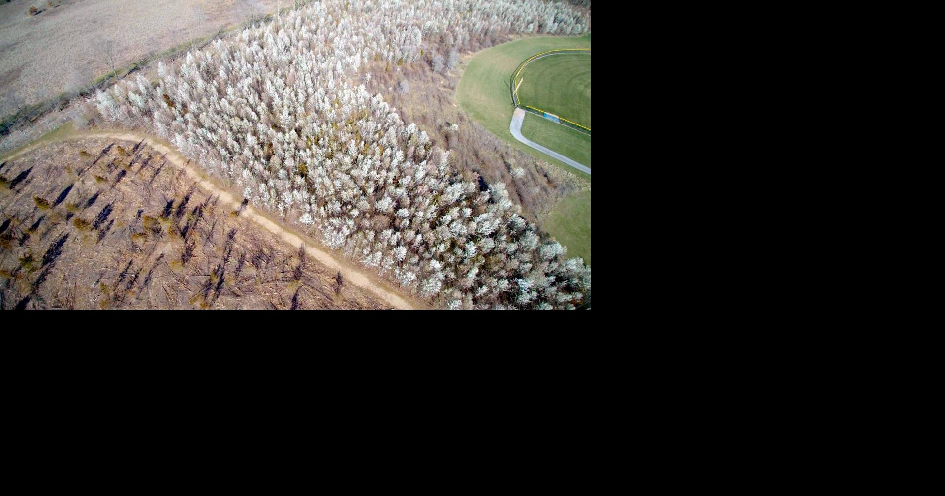 Deceptively beautiful - The rise of Callery pear | Archives ...