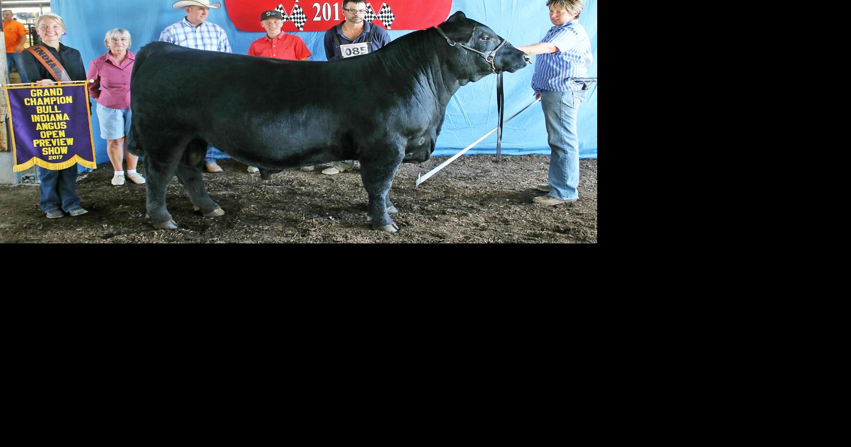 Grand Champion Bull | Archives | suncommercial.com