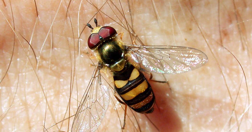 Mystery of those pesky corn flies? Experts don't even know why they're ...