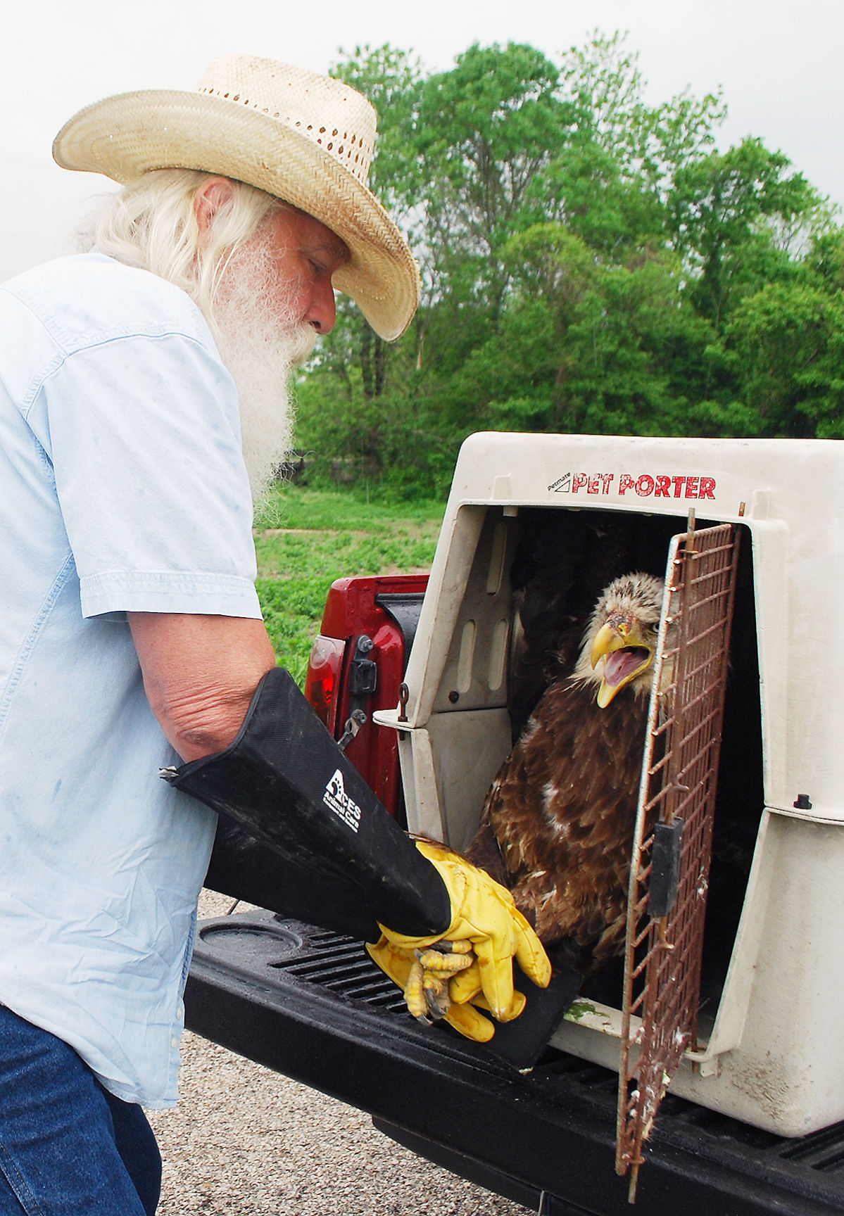 Into the wild: Local wildlife rehabilitator Angel Lange releases second ...