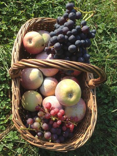 Luscious fruits come from timely harvest, good storage | Lifestyle ...