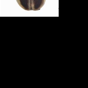 News flash: Unusual firefly species discovered at nature preserve ...